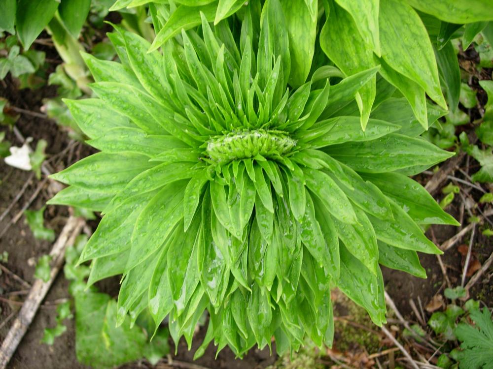 Photo of the closeup of buds, sepals and receptacles of Lily (Lilium x ...