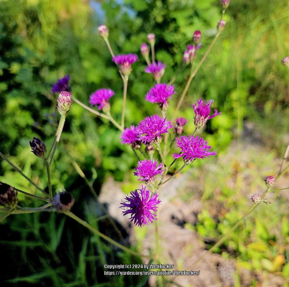 Photo of the bloom of Narrow Leaf Ironweed (Vernonia angustifolia ...