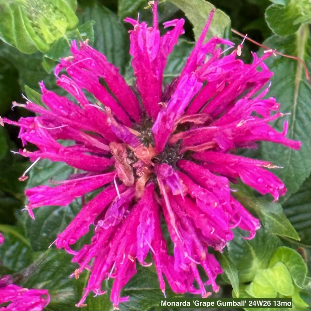 Photo of the bloom of Beebalm (Monarda Sugar Buzz™ Grape Gumball ...