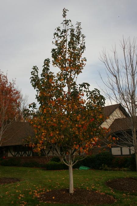Photo of the fall color of Fruitless Sweetgum (Liquidambar styraciflua ...