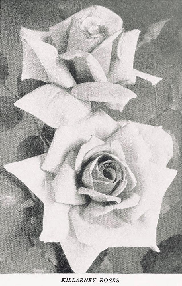 Rose (Rosa 'Killarney') in the Roses Database - Garden.org