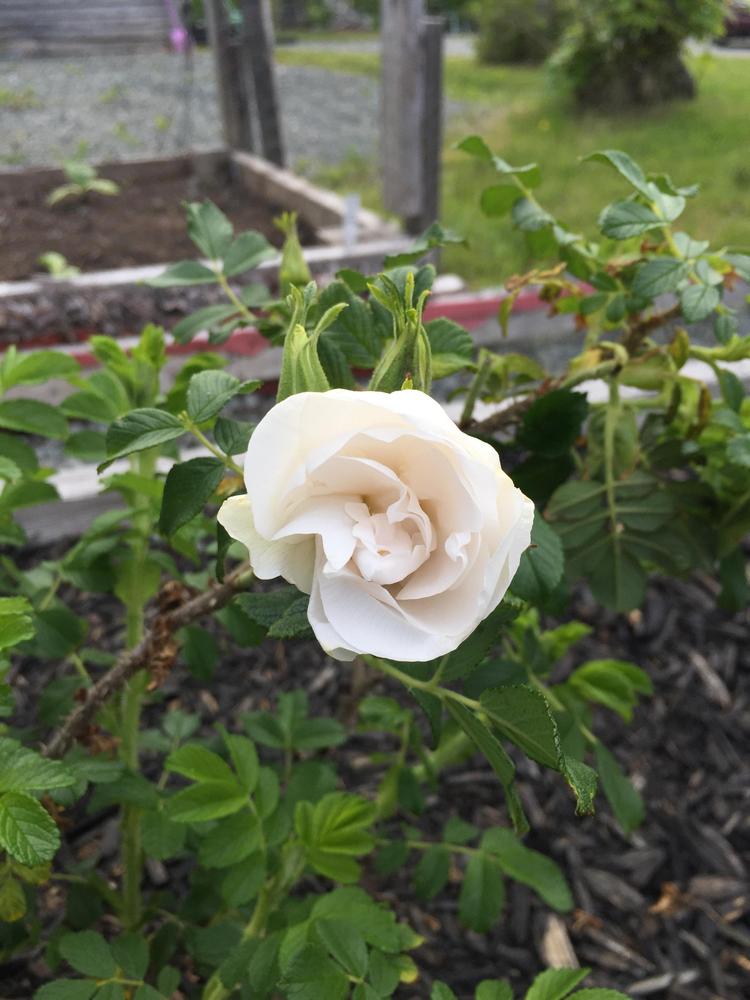 Photo of the bloom of Hybrid Rugosa Rose (Rosa 'Blanc Double de Coubert ...