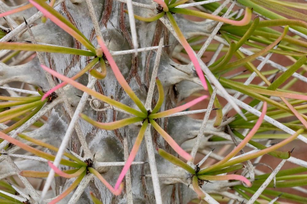 Photo of the leaves of Octopus Tree (Didierea madagascariensis) posted ...