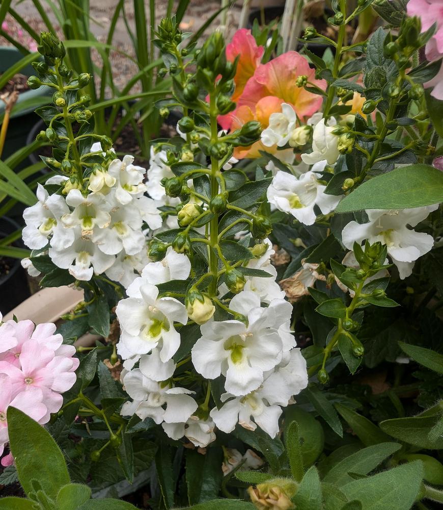 Photo of the bloom of Summer Snapdragon (Angelonia angustifolia Alonia ...