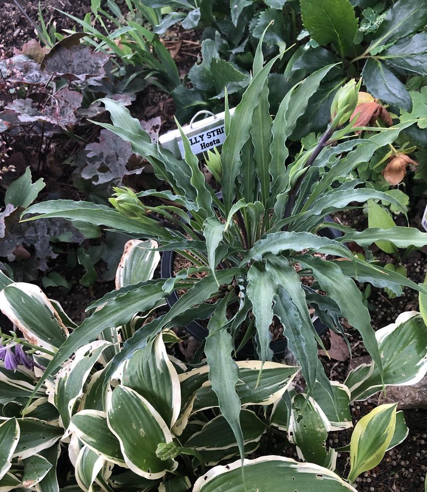 Photo of the entire plant of Hosta 'Silly String' posted by ...