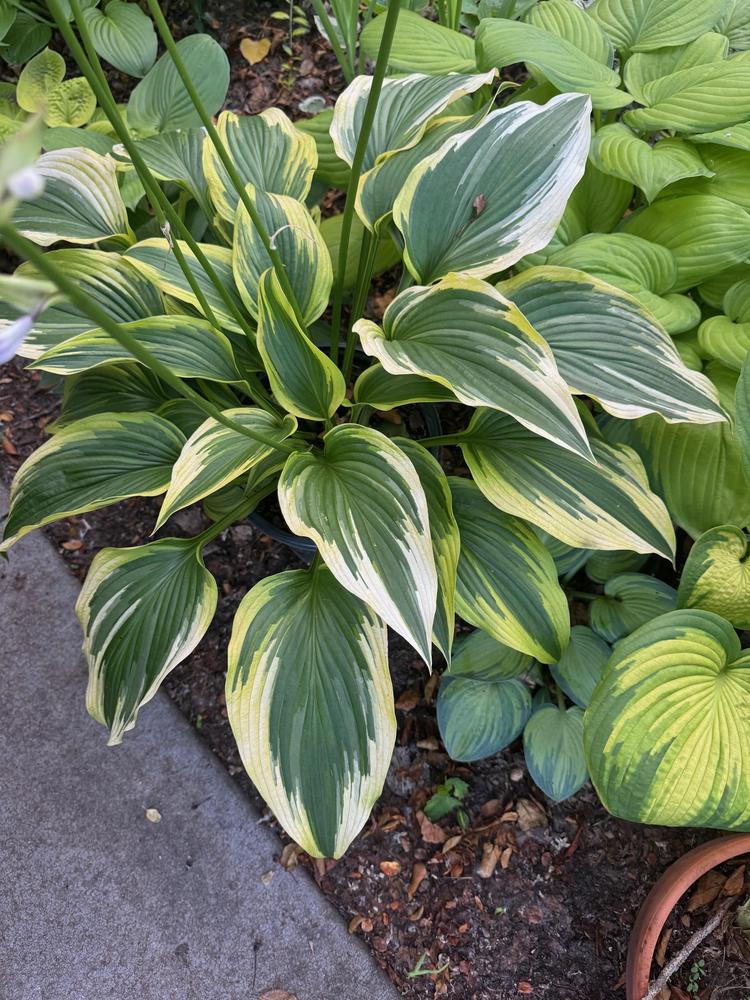 Hosta (Hosta ventricosa 'Aureomarginata') in the Hostas Database ...