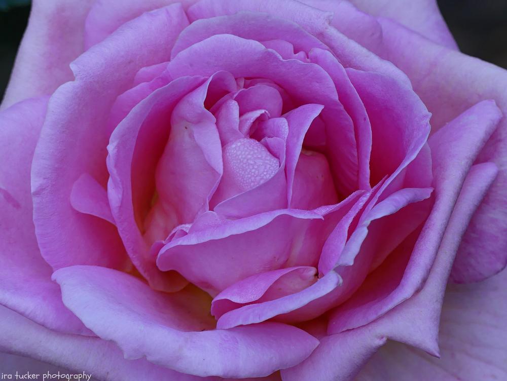 Photo of the bloom of Hybrid Tea Rose (Rosa 'Tiffany') posted by ...