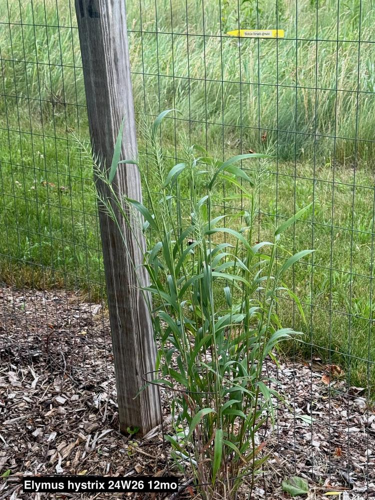 Photo of the entire plant of Elymus hystrix posted by frankrichards16 ...