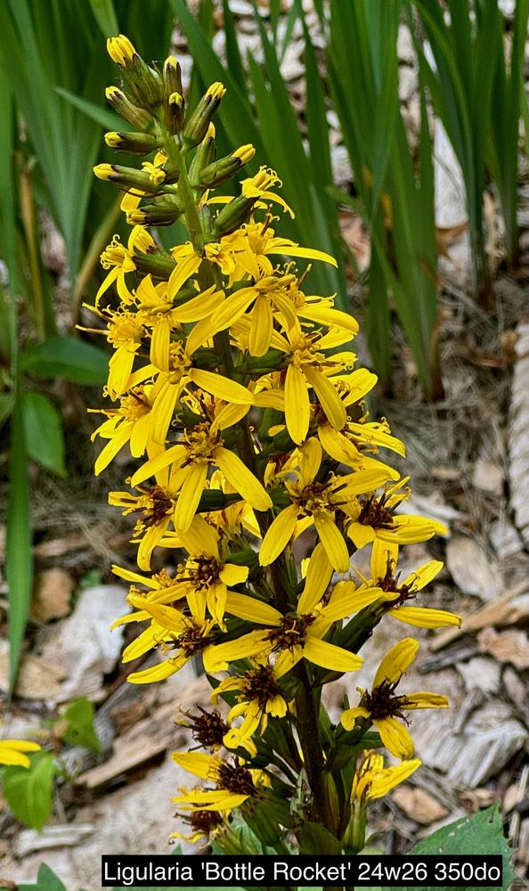Photo of the bloom of Leopard Plant (Ligularia 'Bottle Rocket') posted ...