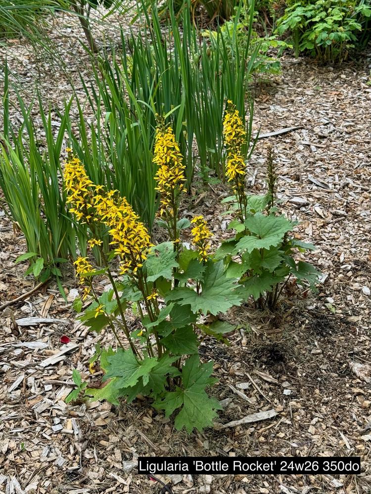 Photo of the entire plant of Leopard Plant (Ligularia 'Bottle Rocket ...