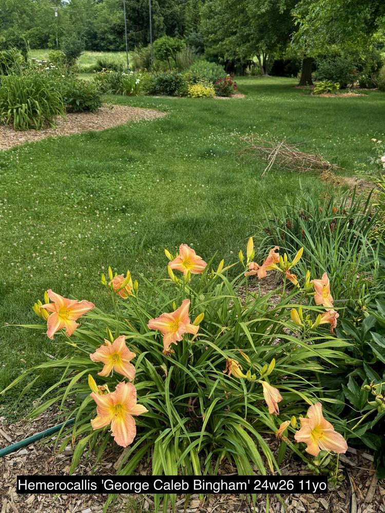 Photo of the entire plant of Daylily (Hemerocallis 'George Caleb ...