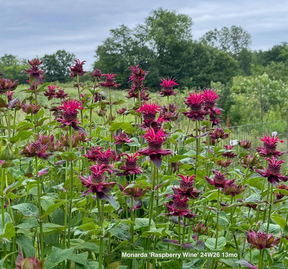 Photo of the entire plant of Bee Balm (Monarda didyma 'Raspberry Wine ...