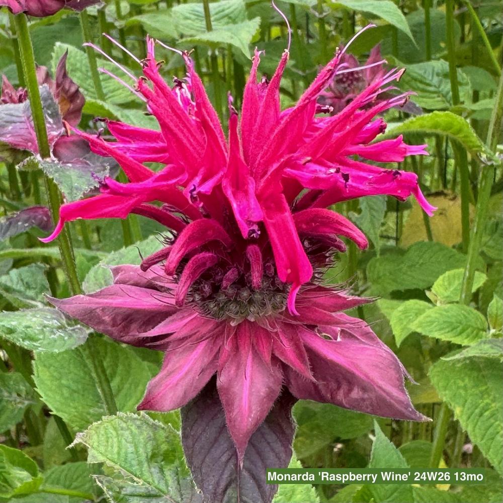 Photo of the bloom of Bee Balm (Monarda didyma 'Raspberry Wine') posted ...