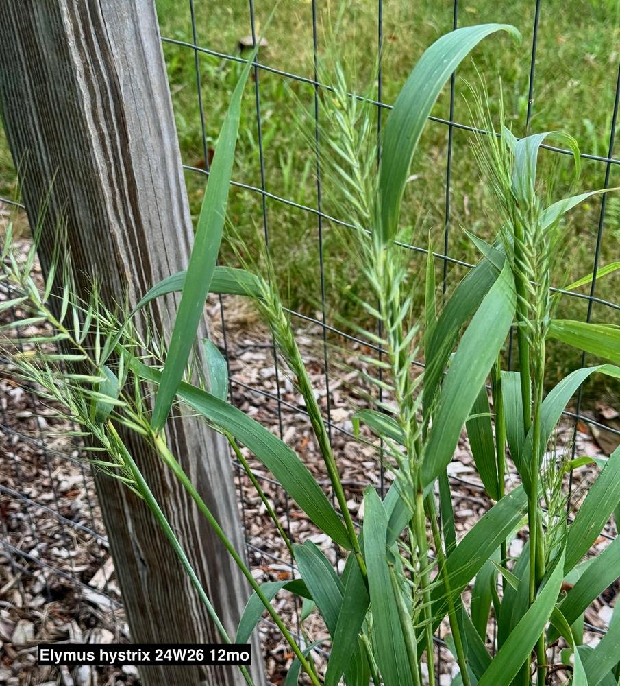 Elymus hystrix - Garden.org