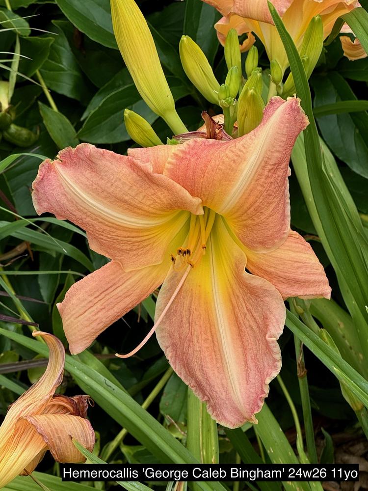 Photo of the bloom of Daylily (Hemerocallis 'George Caleb Bingham ...