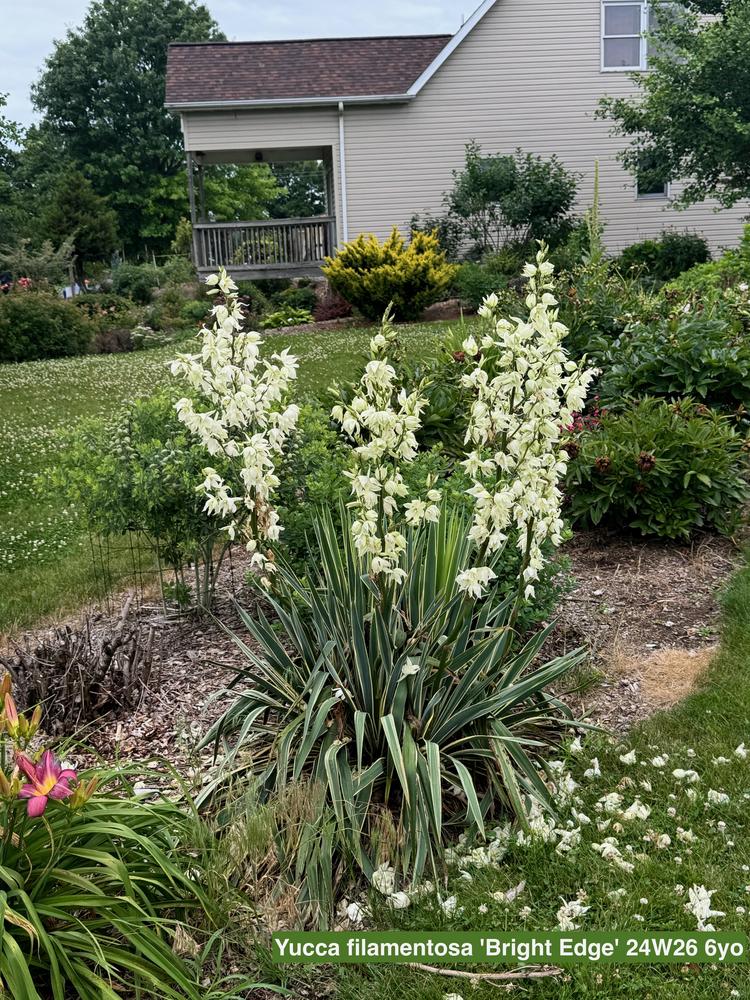 Photo of the entire plant of Adam's Needle (Yucca filamentosa 'Bright ...