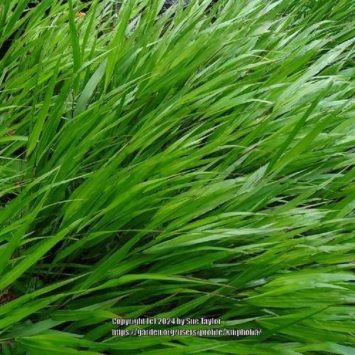Japanese Forest Grass (Hakonechloa macra) - Garden.org