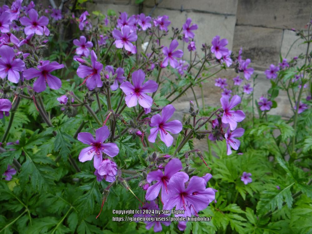 Photo of the bloom of Canary Island Geranium (Geranium palmatum) posted ...