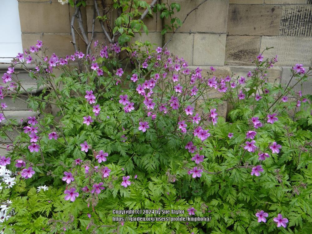 Photo of the entire plant of Canary Island Geranium (Geranium palmatum ...
