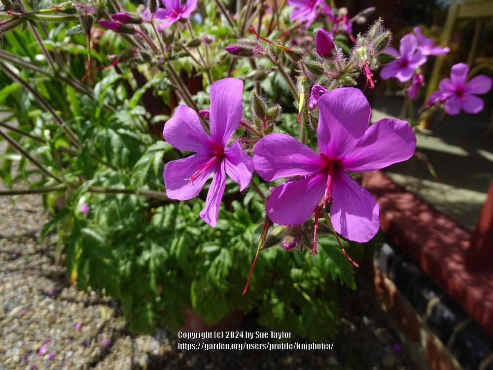 Canary Island Geranium (Geranium palmatum) in the Geraniums Database ...