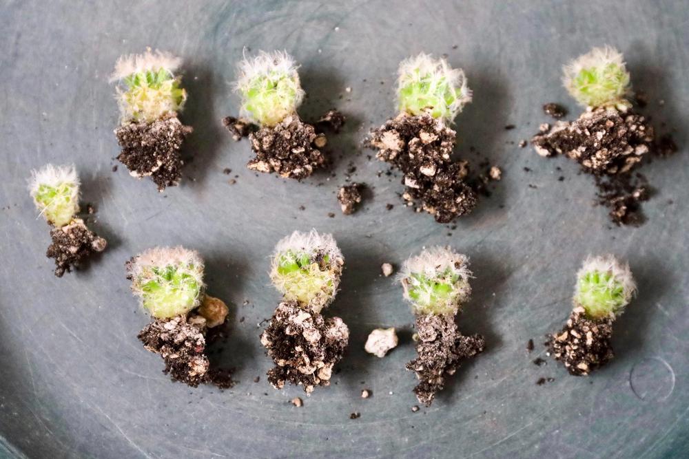Photo of the seedling or young plant of Feather Cactus (Mammillaria ...