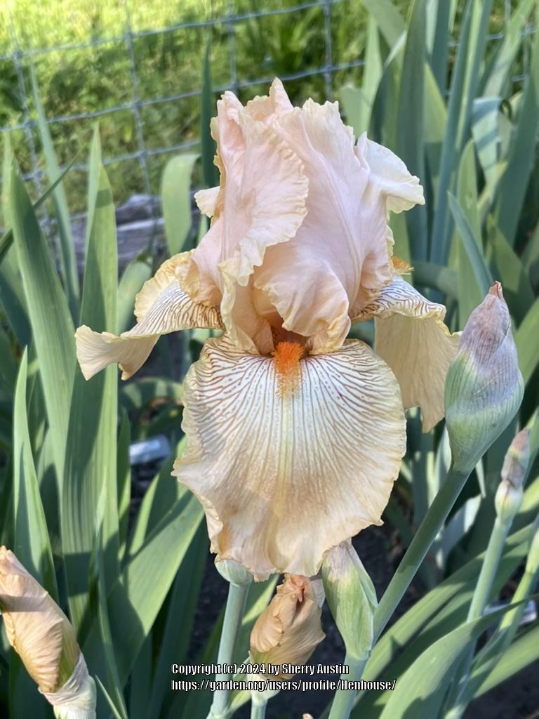 Photo of the bloom of Tall Bearded Iris (Iris 'Ample Charm') posted by ...
