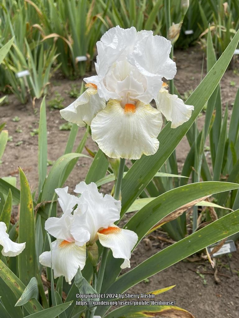 Tall Bearded Iris (Iris 'Old Flame') in the Irises Database - Garden.org