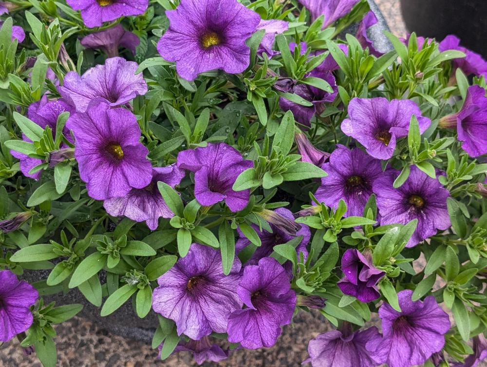 Photo of the entire plant of XPetchoa SuperCal® Blue posted by Joy ...