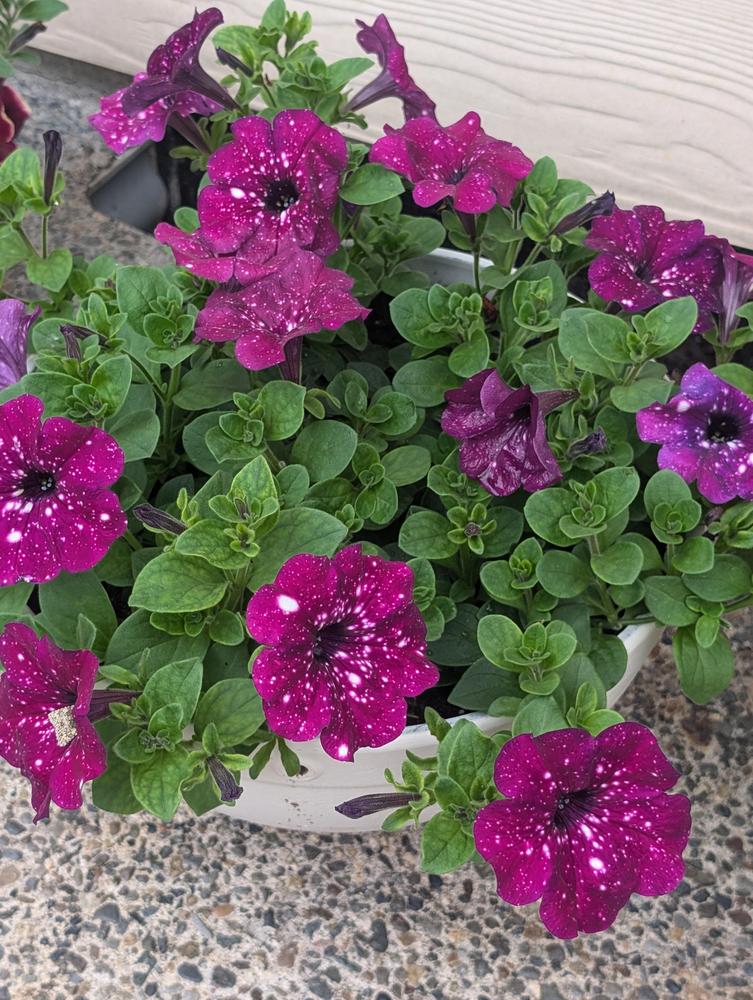 Photo of the entire plant of Petunia Headliner™ Electric Purple Sky ...