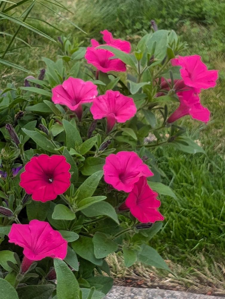 Photo of the entire plant of Multiflora Spreading/Trailing Petunia ...
