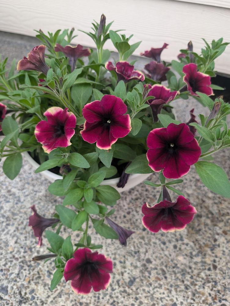 Photo of the entire plant of Petunia Crazytunia® Blackberry Cheesecake ...