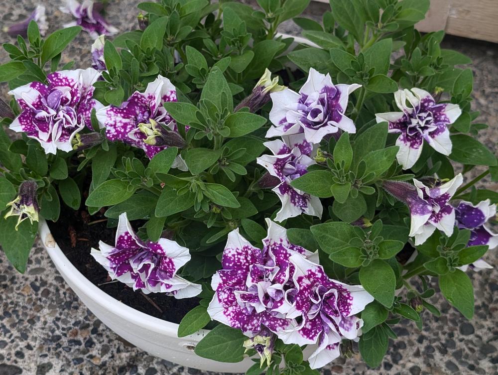 Photo of the entire plant of Double Multiflora Spreading Petunia ...