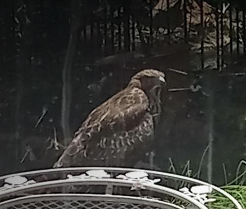 Fall Planted Bulbs and Perennials in the Mid Atlantic Gardening forum ...