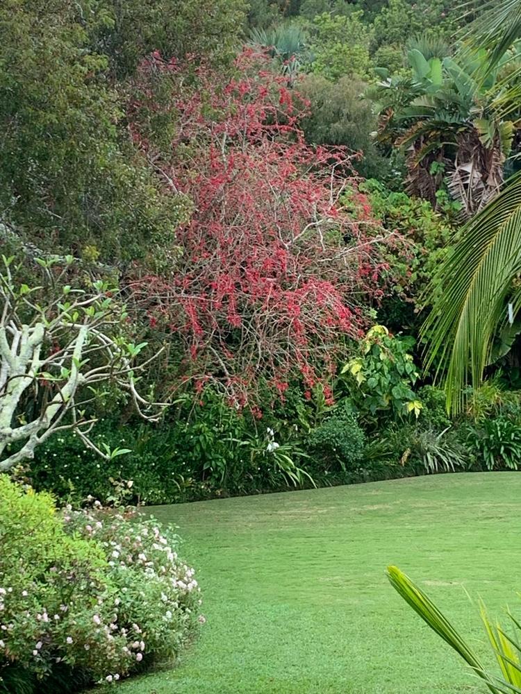 Photo of the entire plant of Caribwood (Poitea carinalis) posted by ...