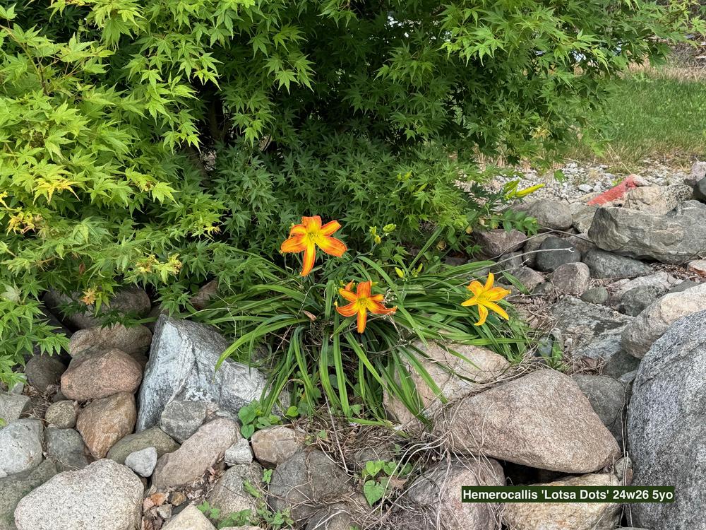 Photo of the entire plant of Daylily (Hemerocallis 'Lotsa Dots') posted ...