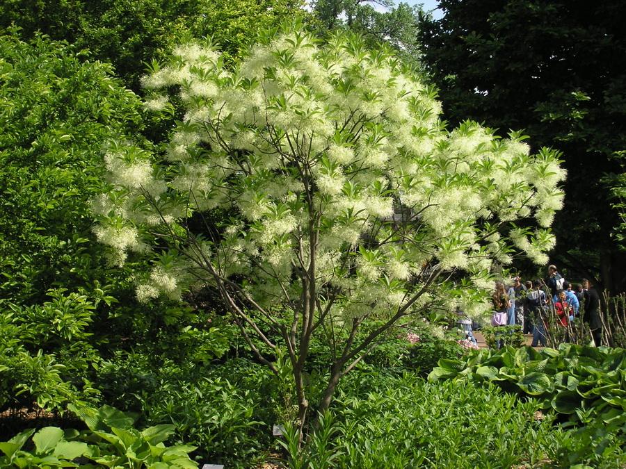 Photo of the entire plant of Fringe Tree (Chionanthus virginicus ...