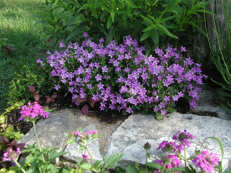Carpathian Bellflower (Campanula carpatica) in the Bellflowers Database ...