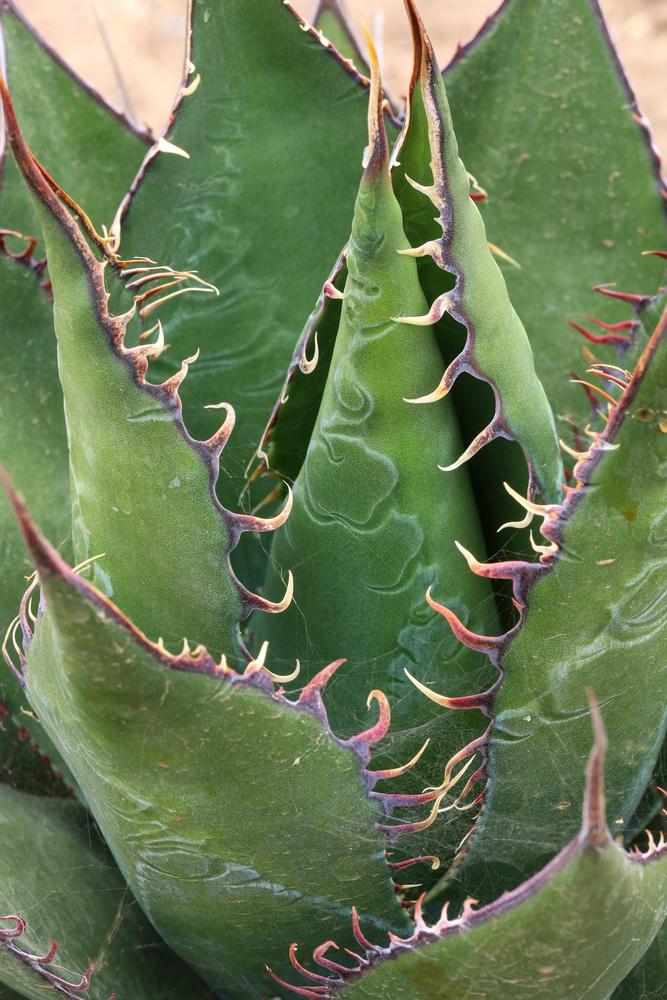 Photo of the thorns, spines, prickles or teeth of Shaw's Agave (Agave ...