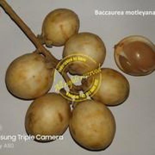 BORNEO seeds 2024: Artocarpus, Baccaurea, Durio, Garcinia , Prainea ...