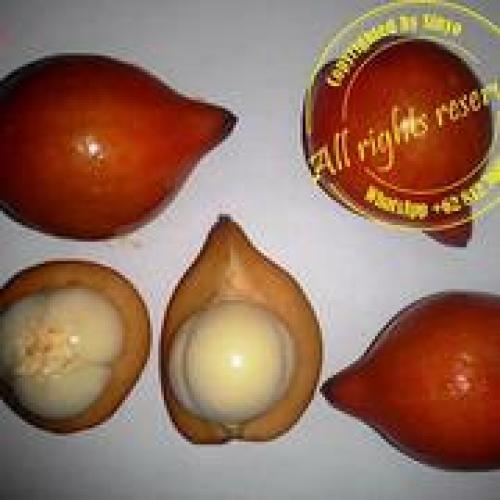 BORNEO seeds 2024: Artocarpus, Baccaurea, Durio, Garcinia , Prainea ...