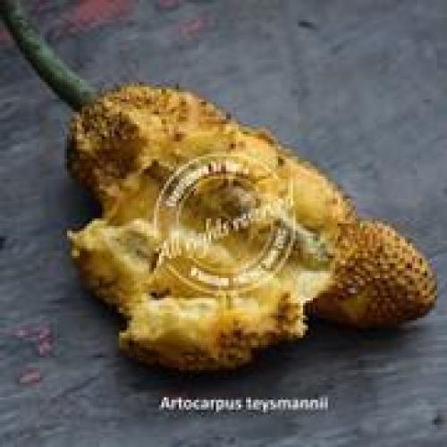 BORNEO seeds 2024: Artocarpus, Baccaurea, Durio, Garcinia , Prainea ...