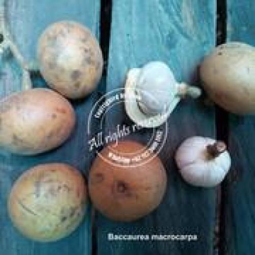 BORNEO seeds 2024: Artocarpus, Baccaurea, Durio, Garcinia , Prainea ...