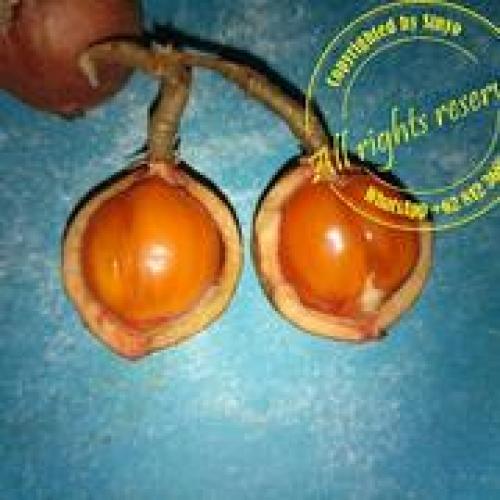 BORNEO seeds 2024: Artocarpus, Baccaurea, Durio, Garcinia , Prainea ...