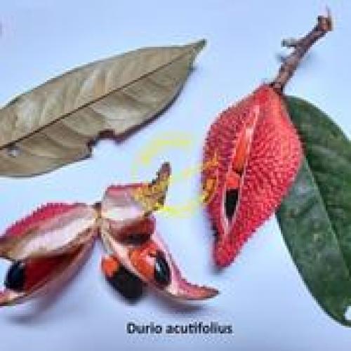 BORNEO seeds 2024: Artocarpus, Baccaurea, Durio, Garcinia , Prainea ...