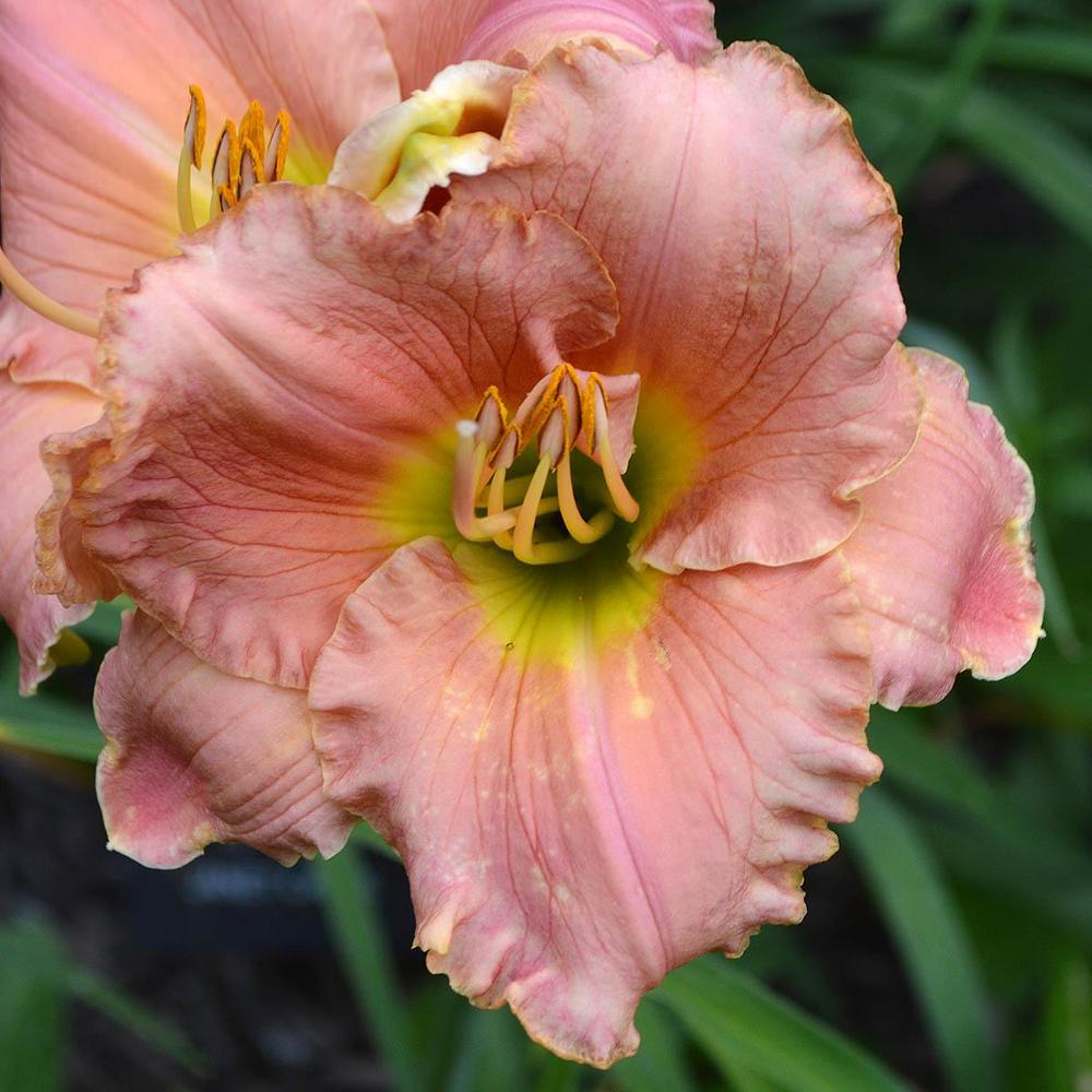 Photo of the bloom of Daylily (Hemerocallis 'Jade Princess') posted by ...