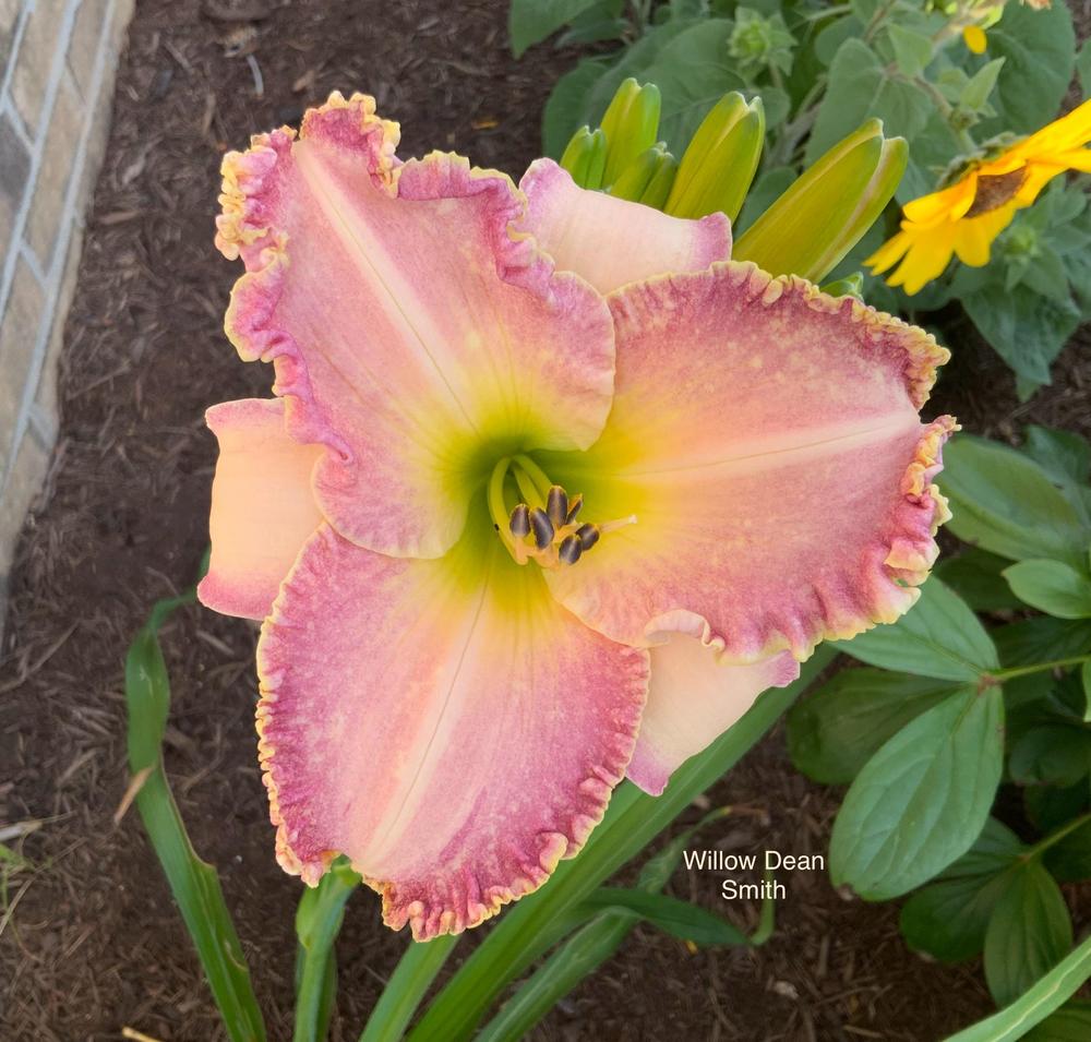 Photo of the bloom of Daylily (Hemerocallis 'Willow Dean Smith') posted ...