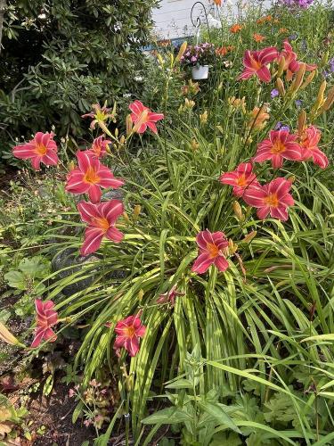Daylily of the Day: Cherry Lace in the Plants of the Day forum - Garden.org