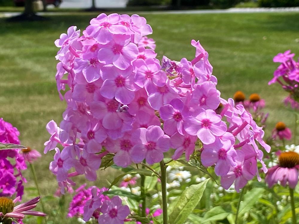 Photo of the bloom of Tall Phlox (Phlox paniculata) posted by csandt ...