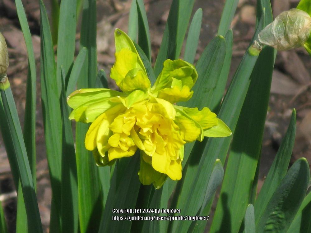 Photo of the bloom of Double Daffodil (Narcissus 'Telamonius Plenus ...