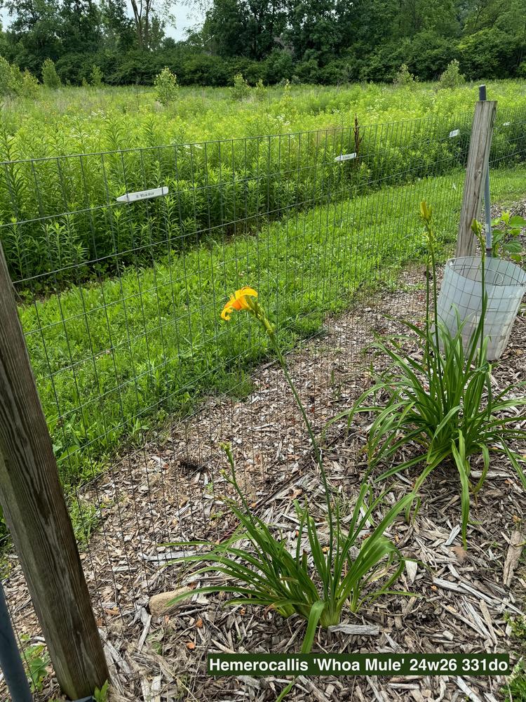 Photo of the seedling or young plant of Daylily (Hemerocallis 'Whoa ...